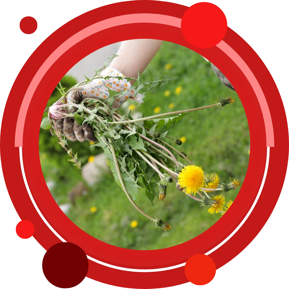 Weeds | PWI Pest Control