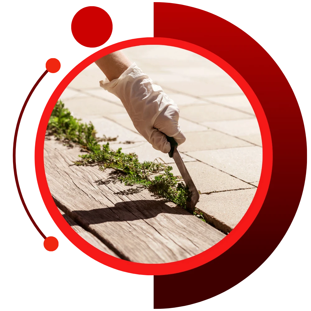 Weeds | PWI Pest Control